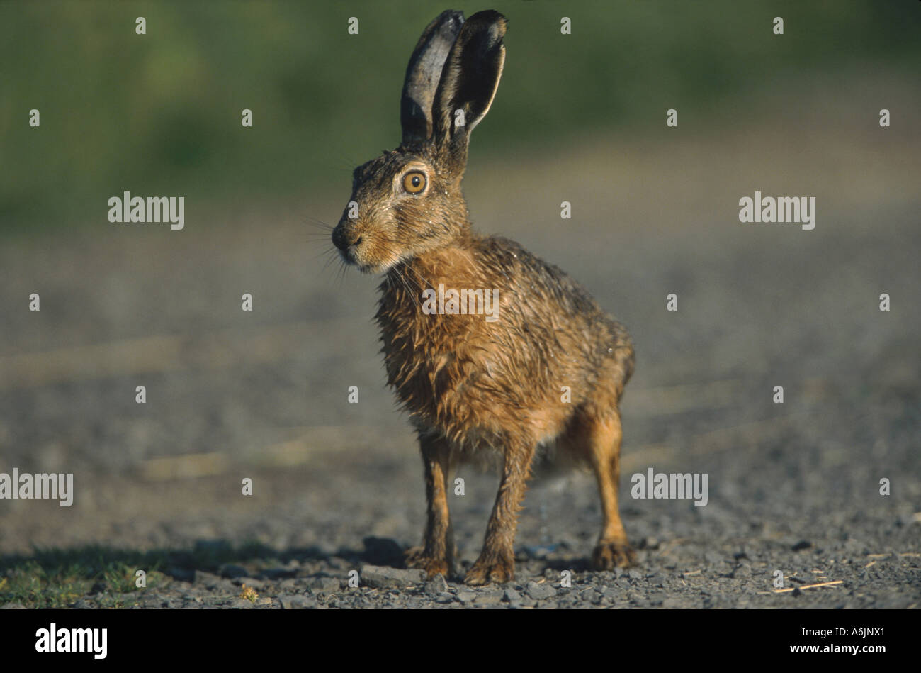 European hare (Lepus europaeus), Germany Stock Photo - Alamy