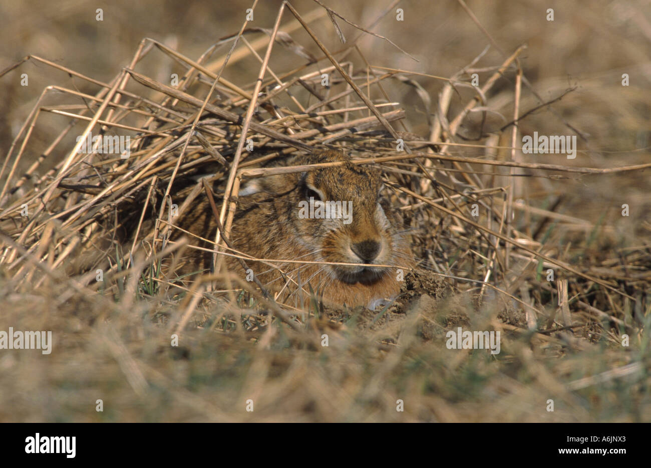 Spring Hare Sleeping