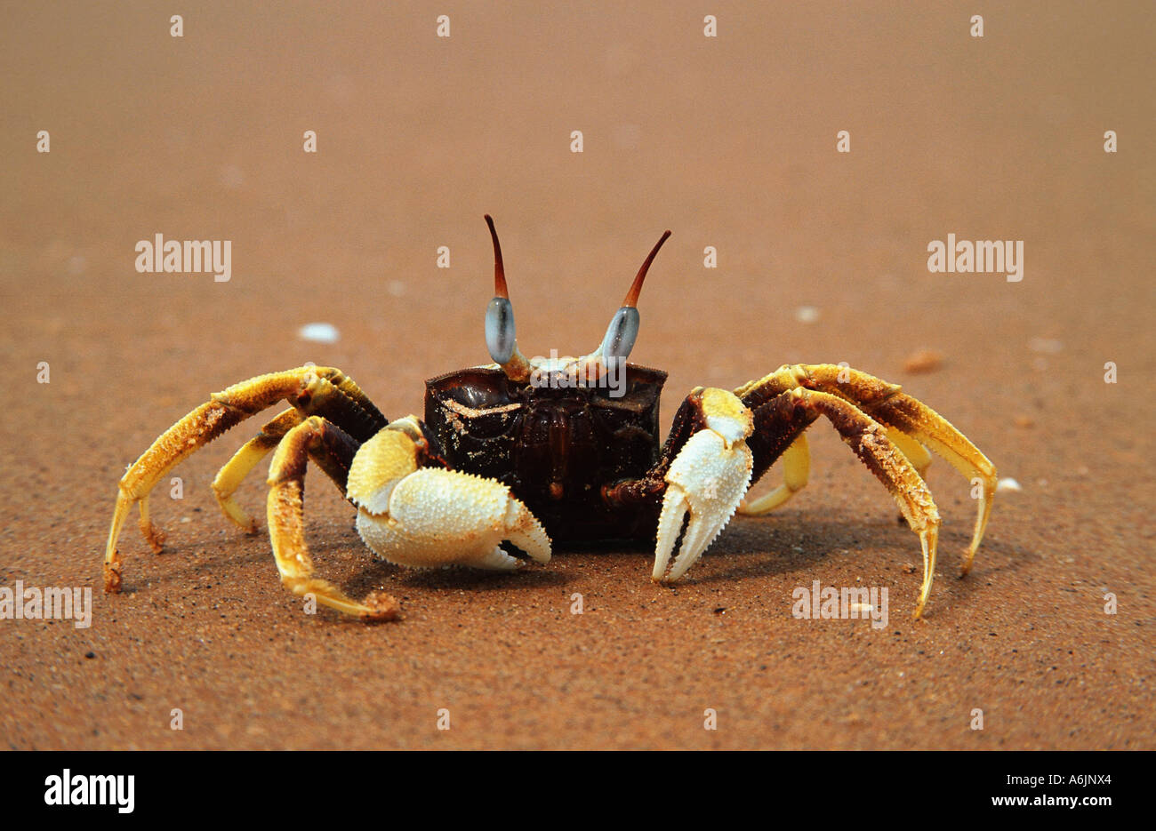 crab, Australia, Western Australia Stock Photo - Alamy