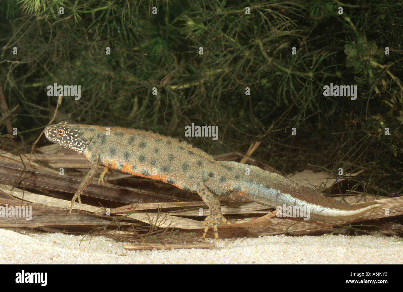 alpine crested newt, Italian warty newt (Triturus carniflex), male in ...