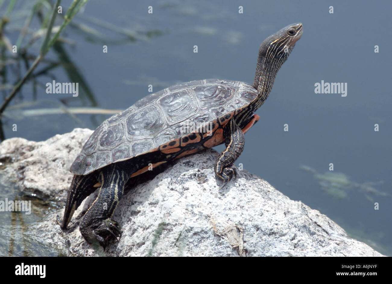 Caspian Pond Turtle (Mauremys caspica), sunbathing on a rock Stock ...