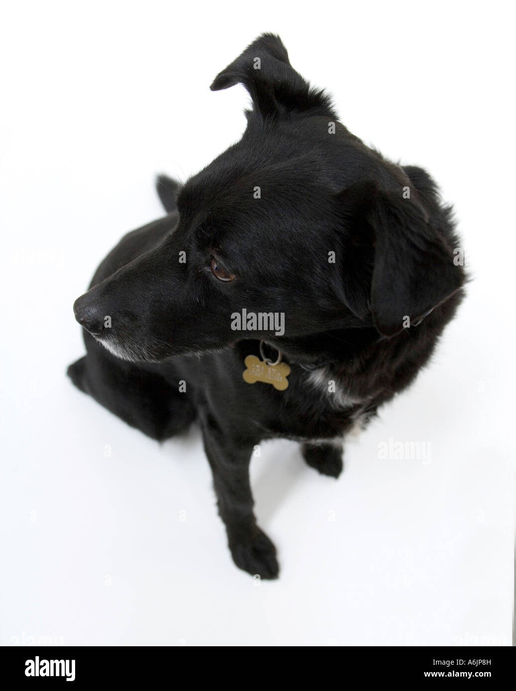 Dog with black and white face hi-res stock photography and images - Alamy