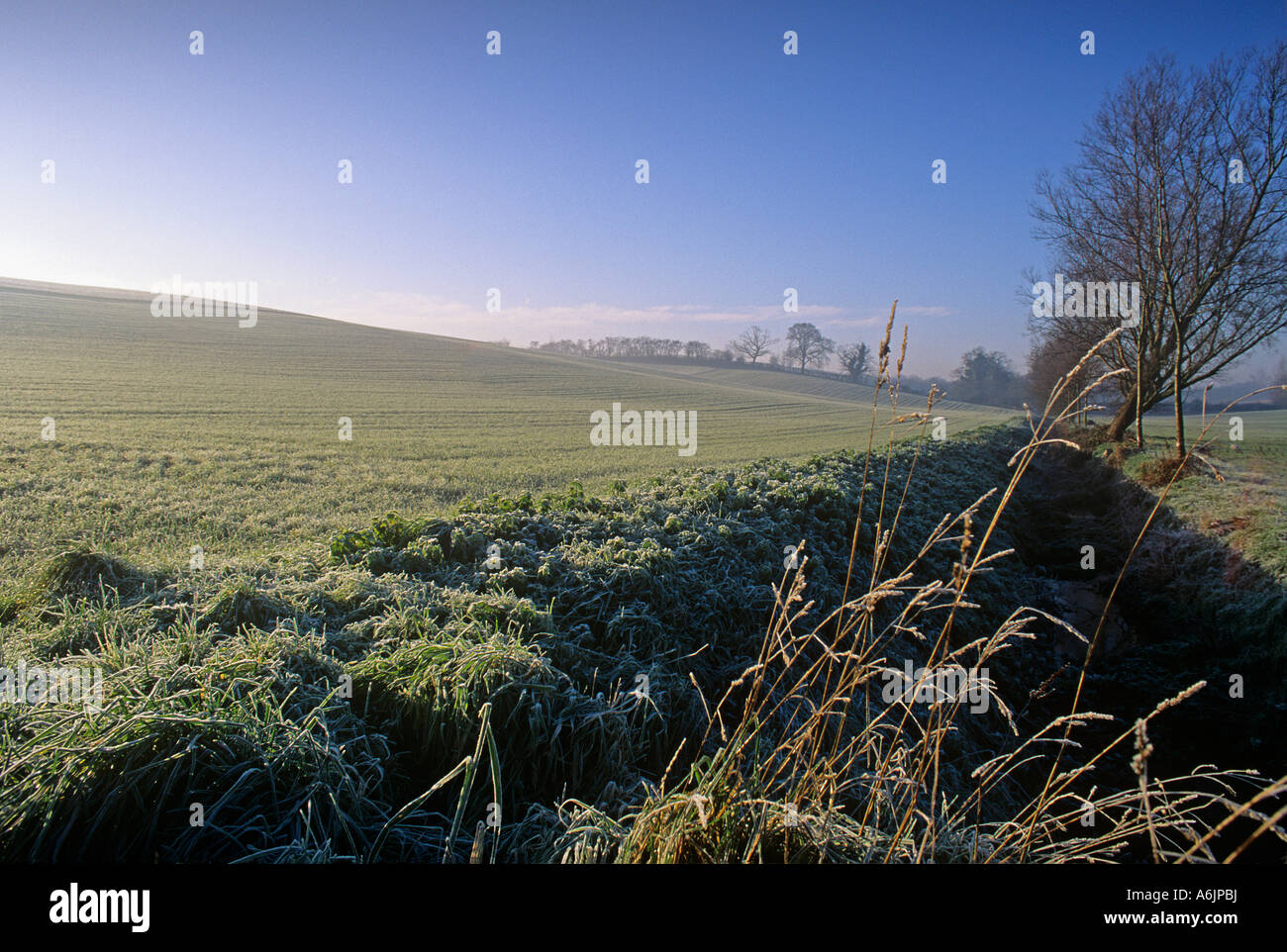 Frosty winter fields below Boxted in the undulating Stour Valley north ...