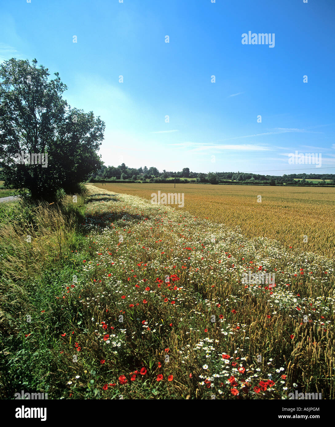 Field and hedgerow hi-res stock photography and images - Alamy