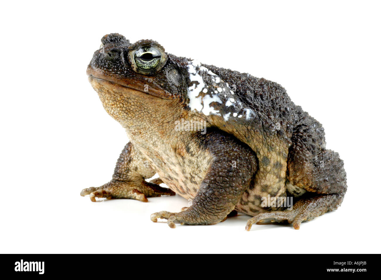 giant toad, marine toad, cane toad, South American Neotropical toad ...