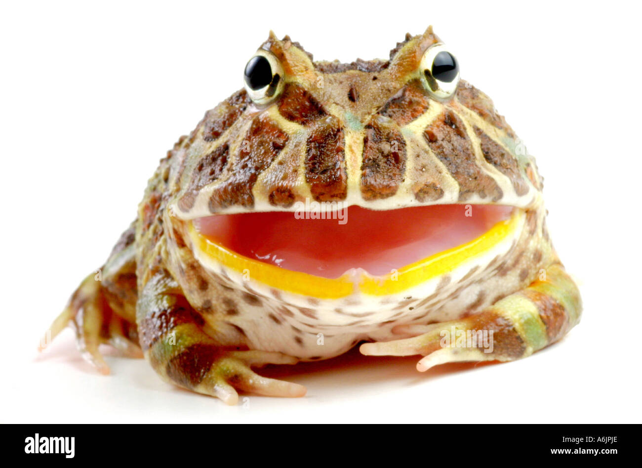 argentine horned frog, pacman frog, nightcrawler, night crawler, ornate ...