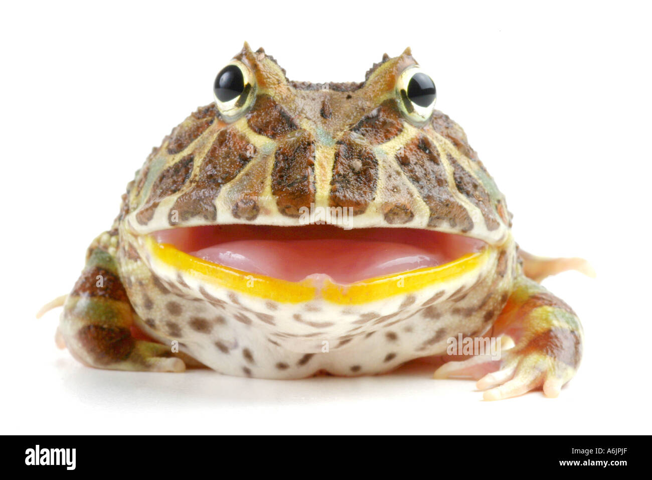 Ornate Horned Frog