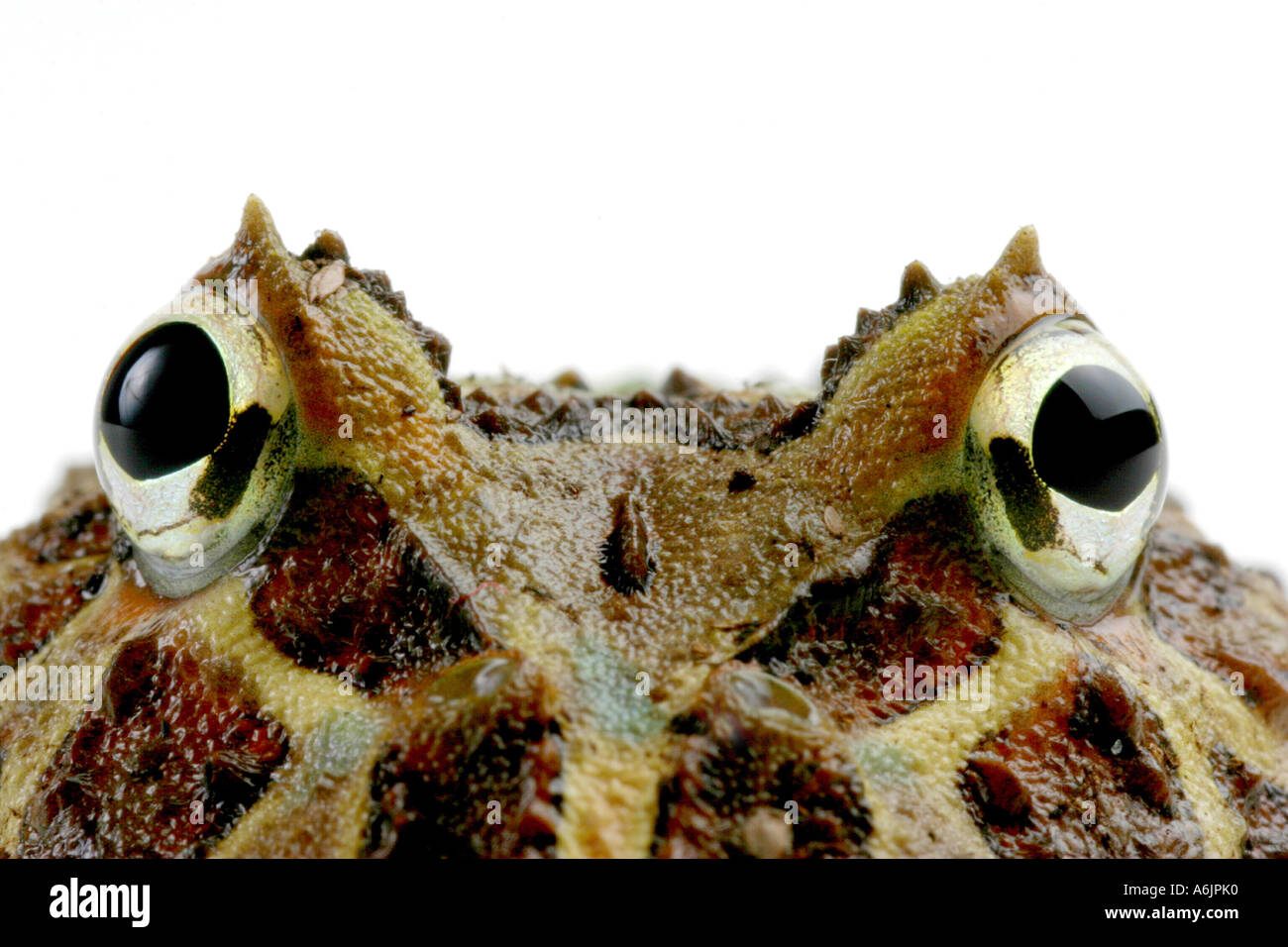argentine horned frog, pacman frog, nightcrawler, night crawler, ornate ...