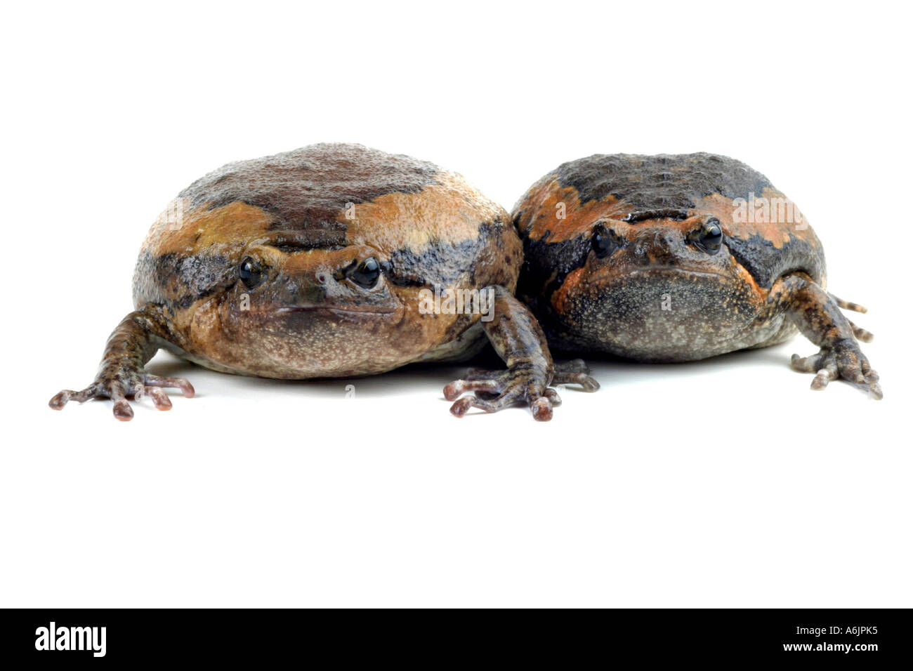 chubby frog, Asian painted frog (Kaloula pulchra), couple Stock Photo ...