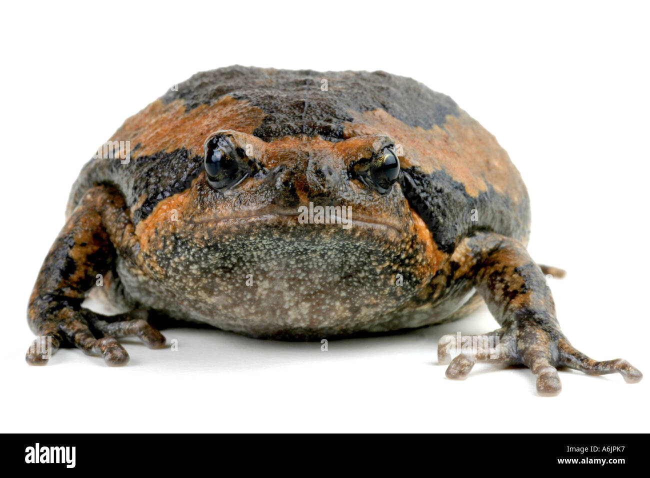 chubby frog, Asian painted frog (Kaloula pulchra), frontal Stock Photo ...