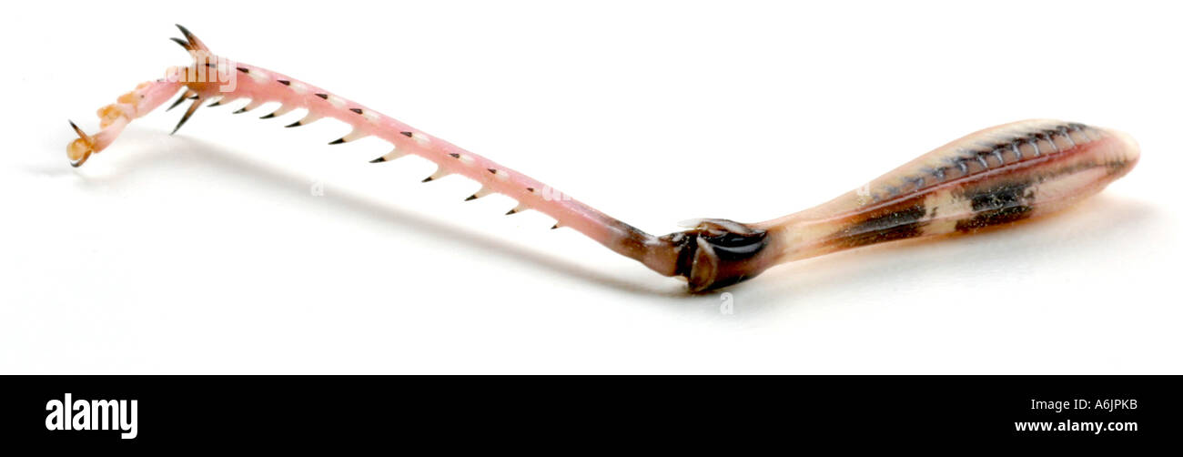 desert locust (Schistocerca gregaria), single leg Stock Photo - Alamy