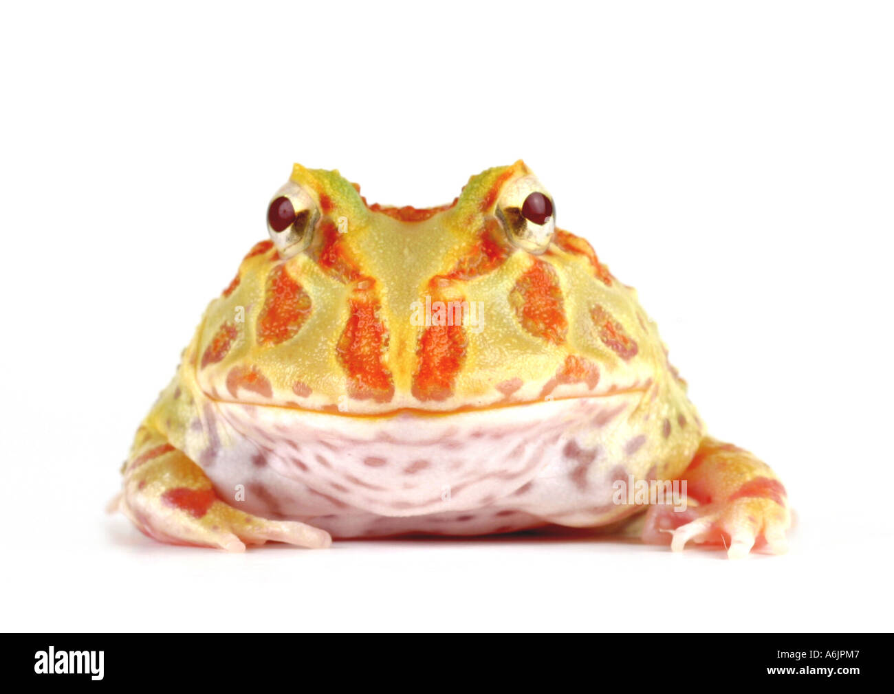 Ornate horned frogs hi-res stock photography and images - Alamy