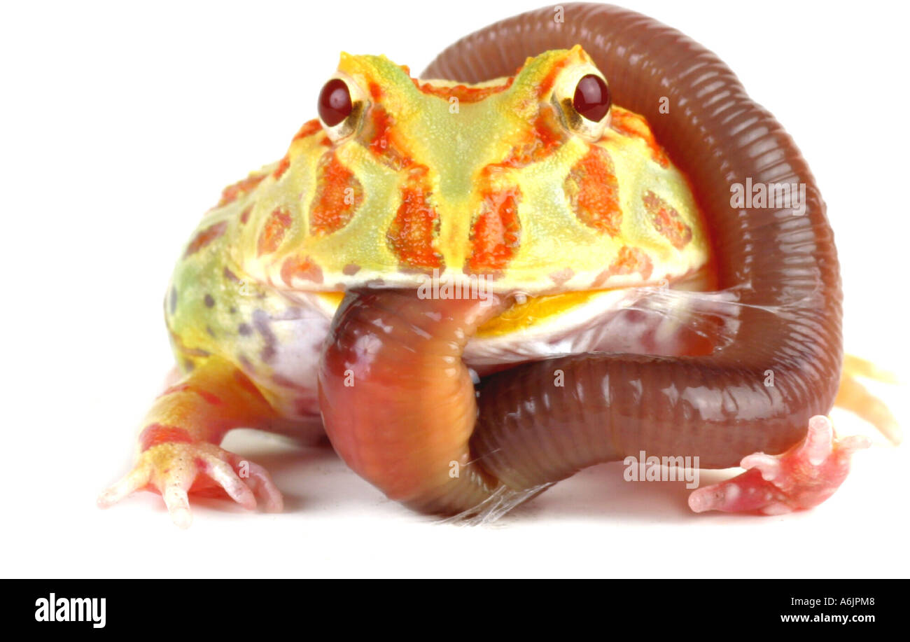 South american horned frog Cut Out Stock Images & Pictures - Alamy