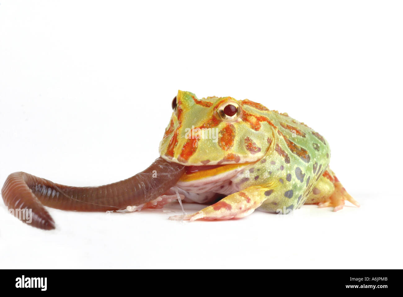 South american horned frog Cut Out Stock Images & Pictures - Alamy