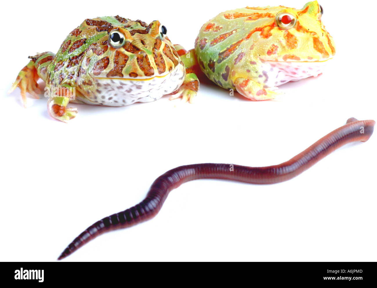 argentine horned frog, pacman frog, nightcrawler, night crawler, ornate ...