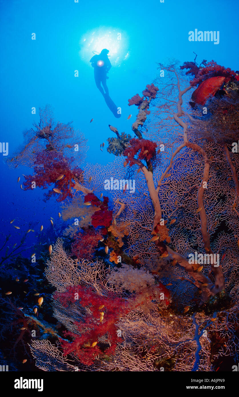 scuba diver on colorful coral reef Stock Photo - Alamy