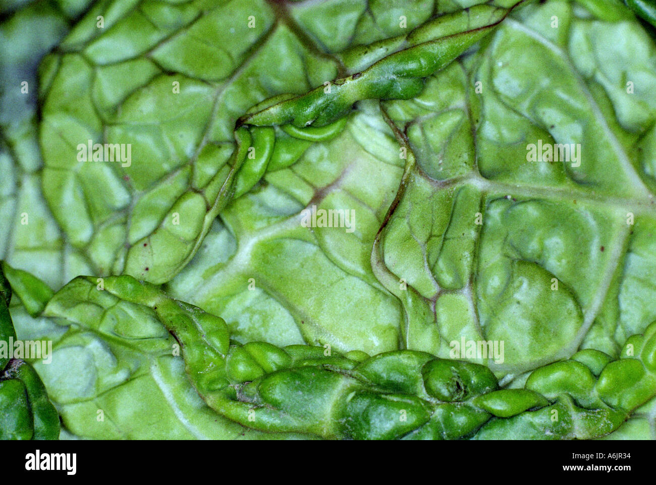 Cabage detail hi-res stock photography and images - Alamy