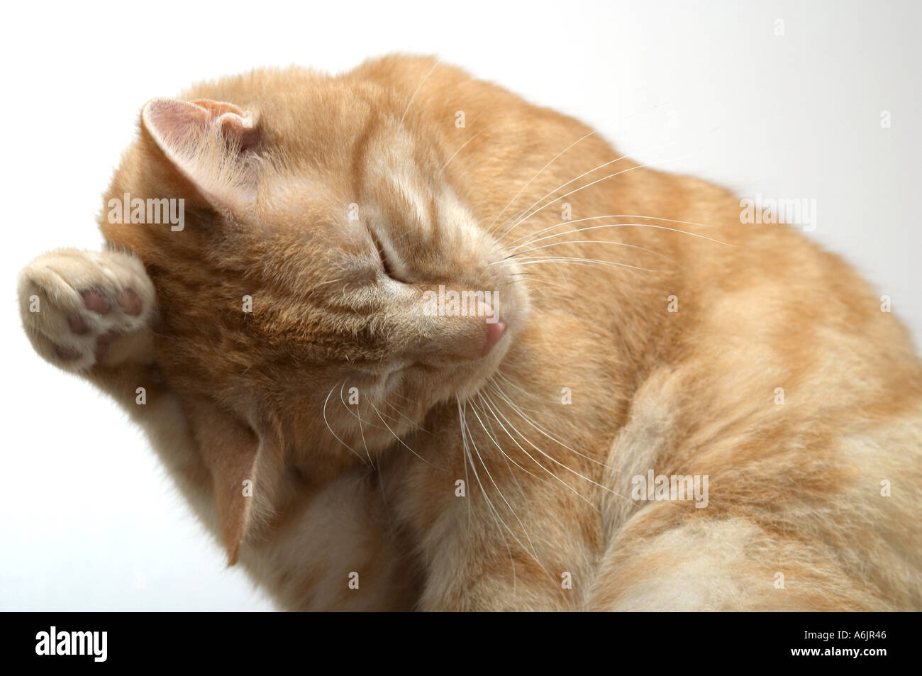 Adult male Ginger cat (Felis catus) grooming by washing his ears with ...