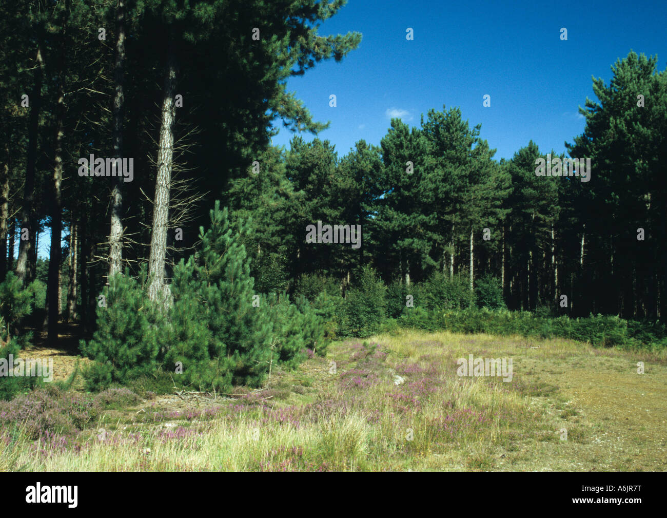 Trees In Spring At Dunwich Forest In Suffolk Uk Stock Photo - Alamy