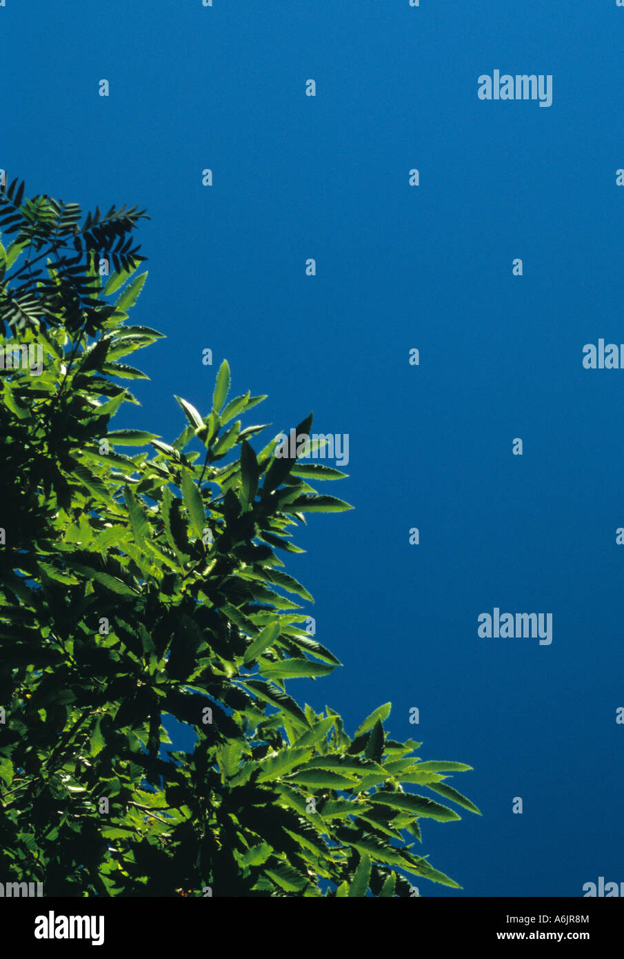 Trees In Spring In Suffolk Uk Stock Photo - Alamy