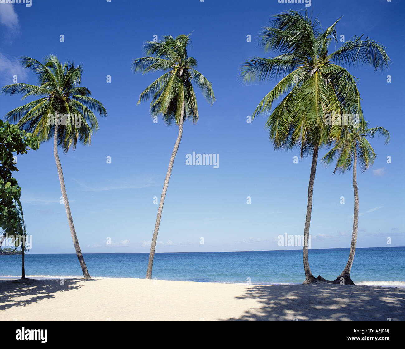 Tropical beach with palm trees, Grand Anse Bay, Grenada, Caribbean ...