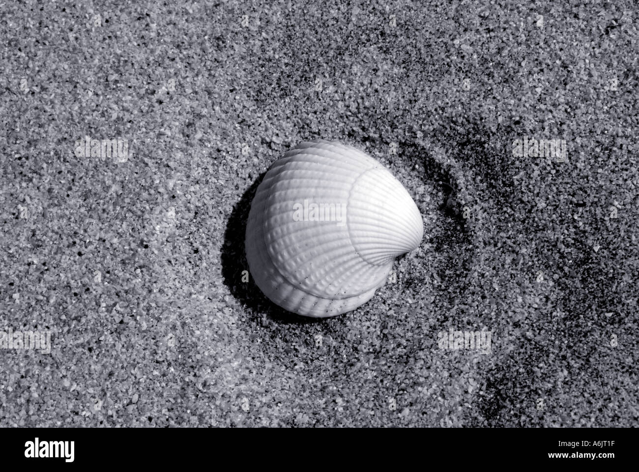 Sea Shell in Sand pattern design Calgary Beach on the Isle of Mull ...