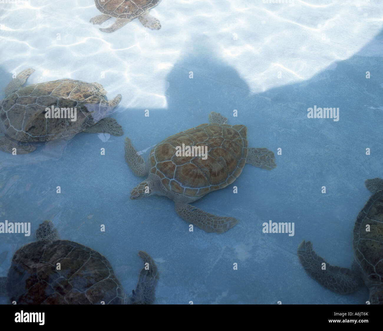 Green Turtles, Bermuda Aquarium, Museum and Zoo, Flatt's Village, Smith ...