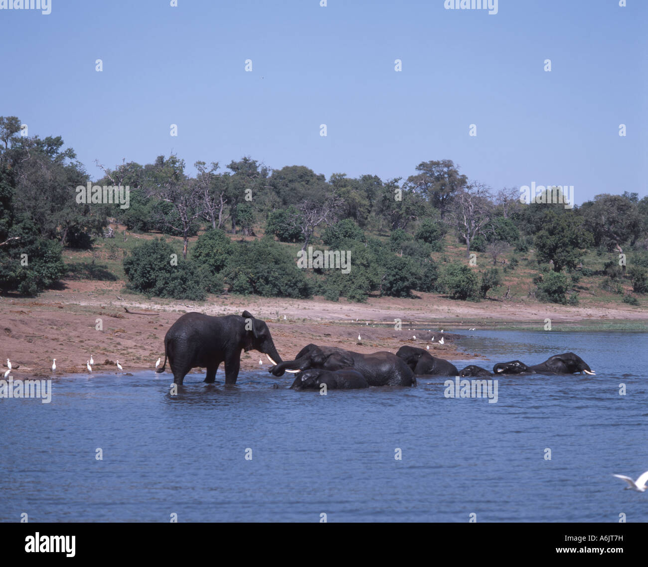 Elephants Playing In River, Chobe National Park, Chobe, Republic of ...