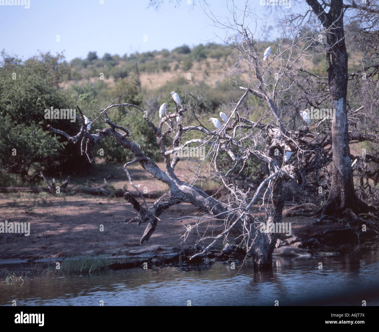 Birds on tree branch, Chobe National Park, Chobe, Republic of Botswana ...