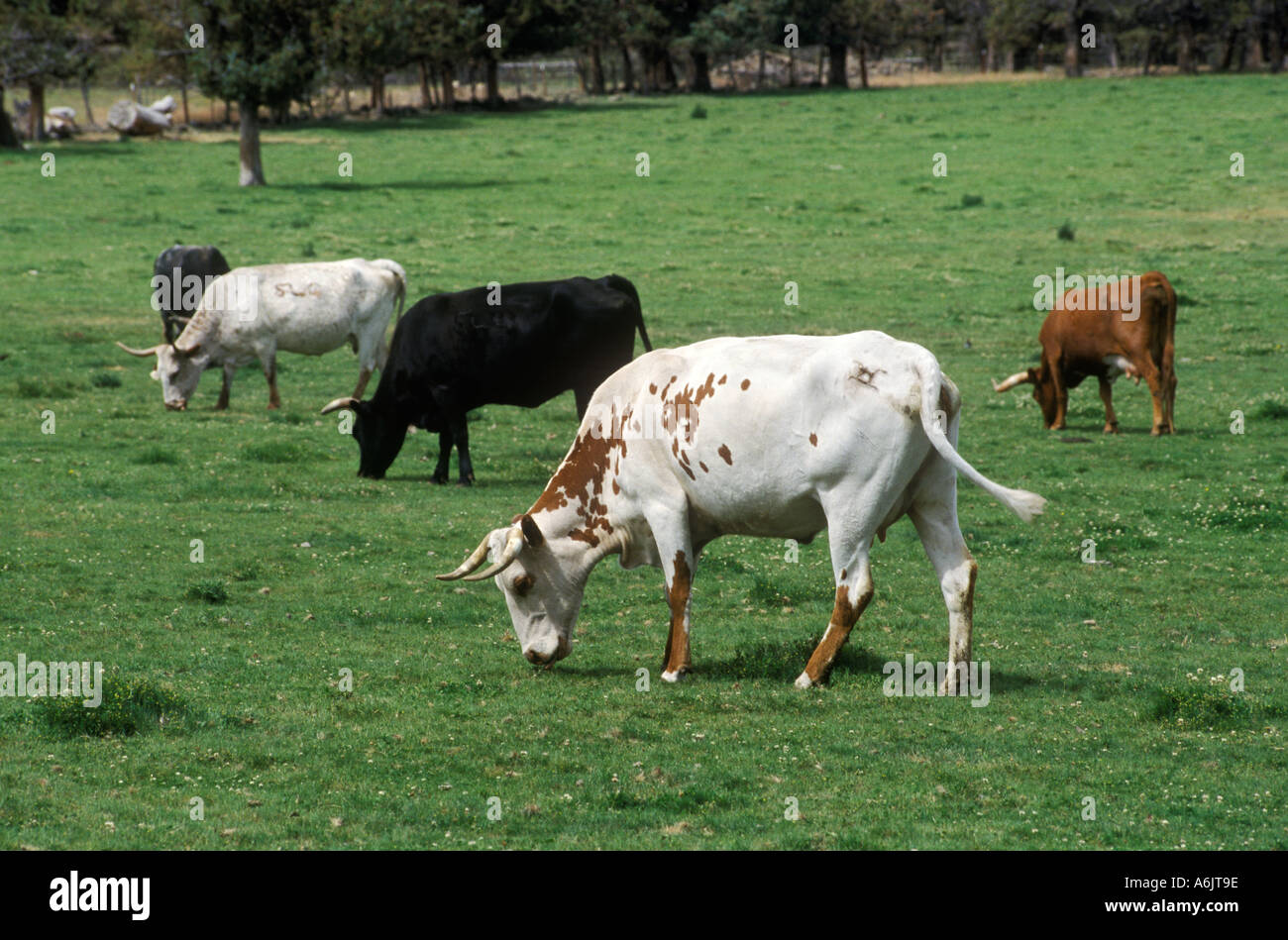 Texas cattle photos hi-res stock photography and images - Alamy