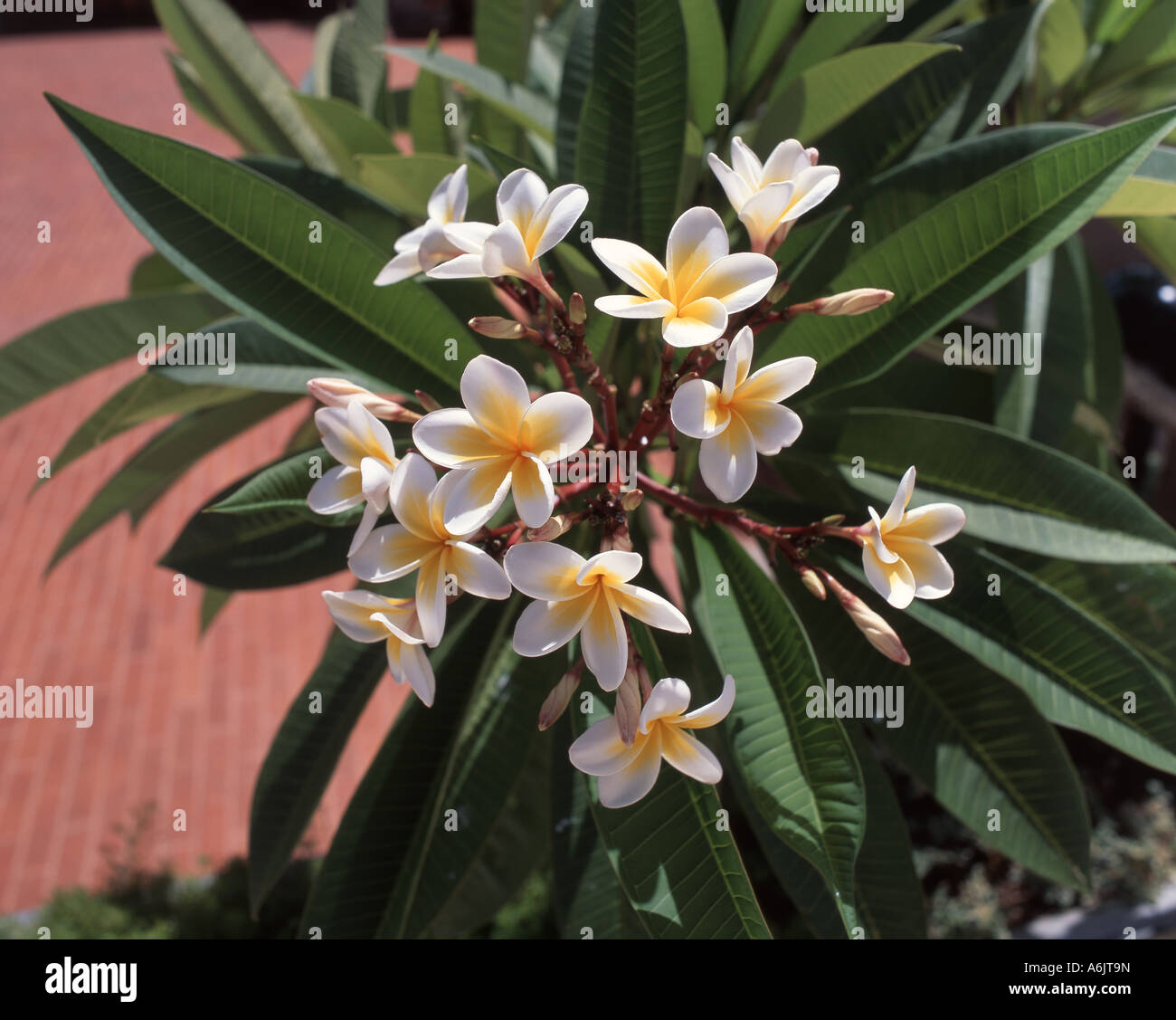 Tropical natural flowers hi-res stock photography and images - Alamy
