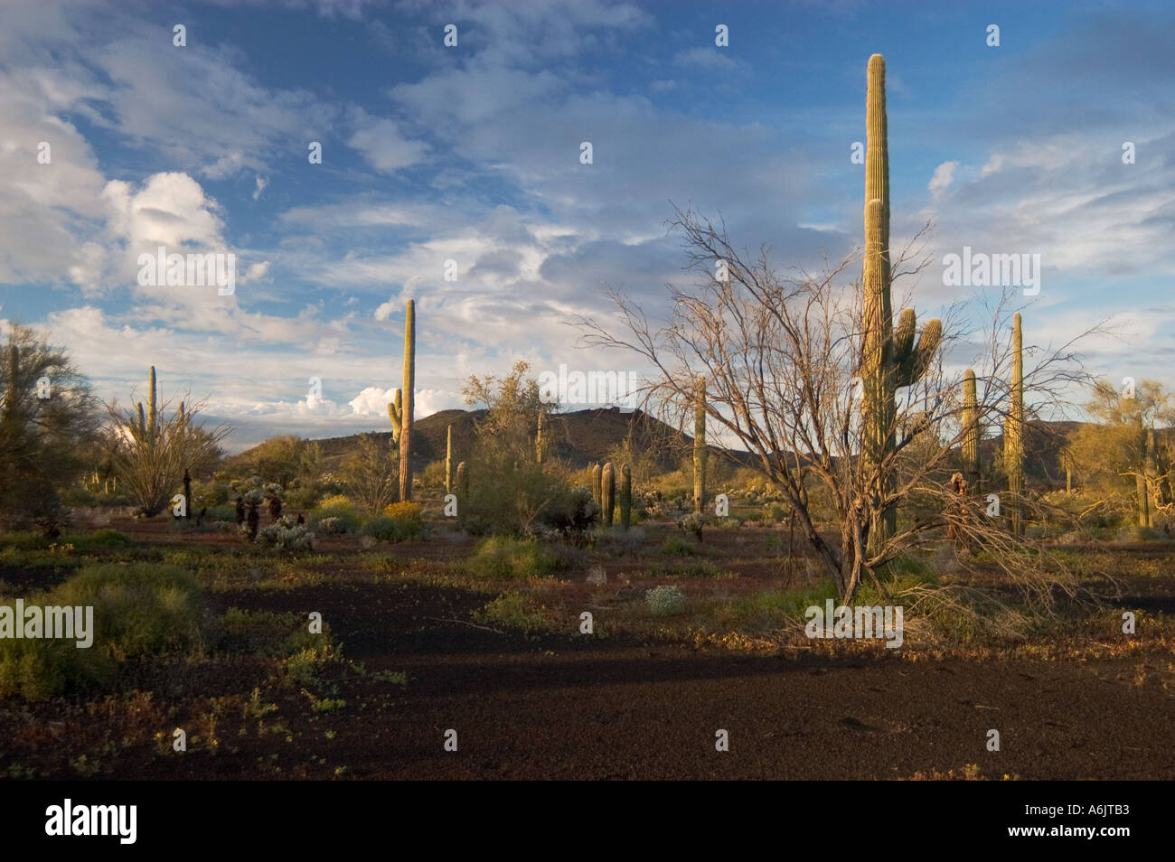 SAGUARO CACTUS Carnegiea gigantea grow from old lava flows in the ...