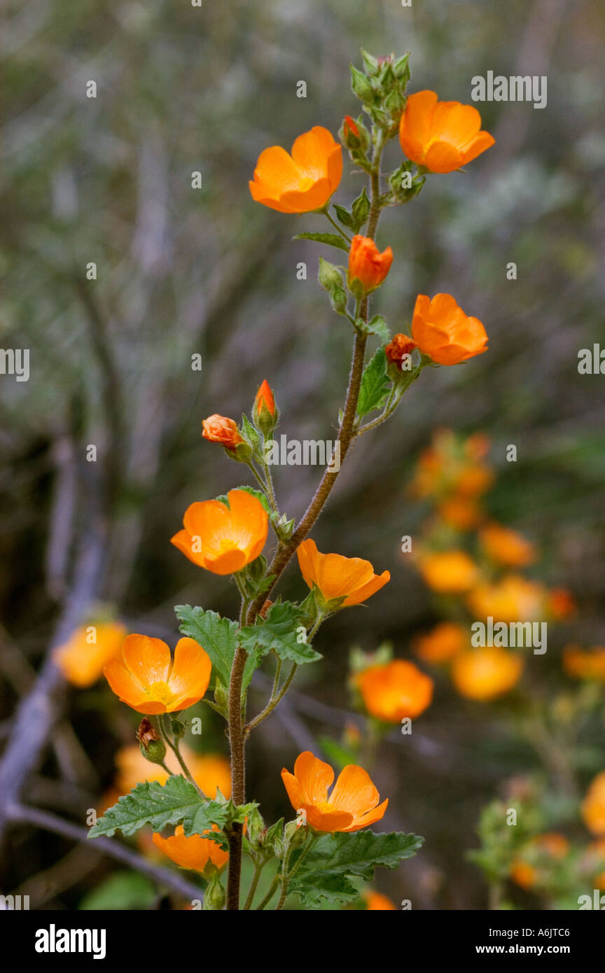 DESERT GLOBE MALLOW Sphaeralcia ambigua blooming in the SANORAN DESERT ...
