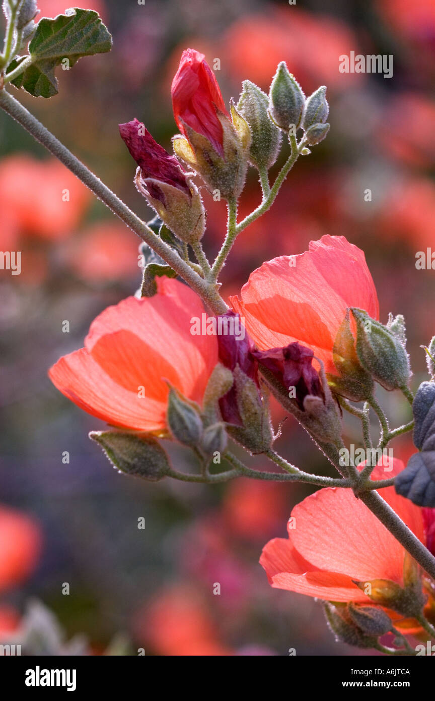 DESERT GLOBE MALLOW Sphaeralcia ambigua blooming in the SANORAN DESERT ...
