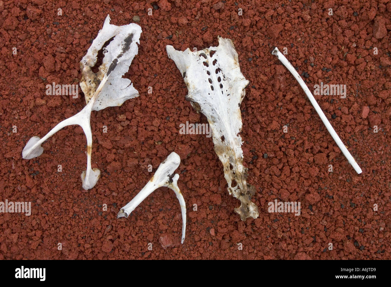 PELICAN PRONG HORN ANTELOPE BONES in the SANORAN DESERT EL PINACATE ...