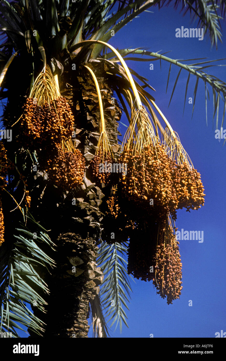Large clumps of DATES hanging off DATE PALMS Southern CALIFORNIA Stock ...