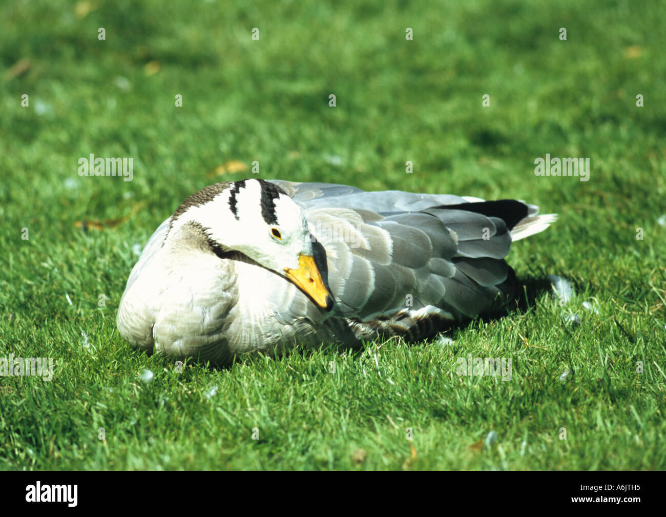 Bar-headed Goose (Anser indicus) in the Uk Stock Photo - Alamy