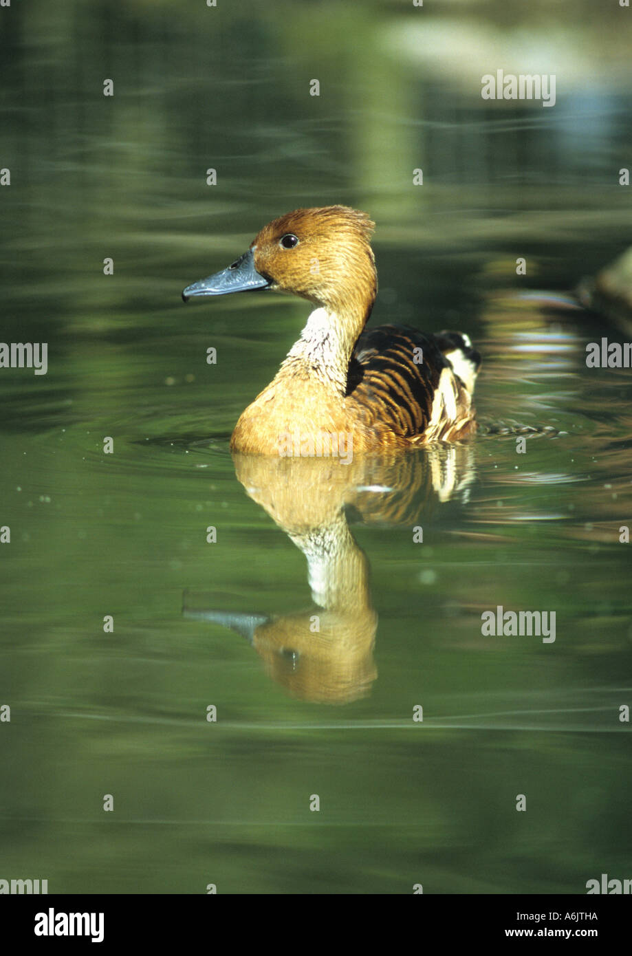 Dendrocigna bicolor bird hi-res stock photography and images - Alamy