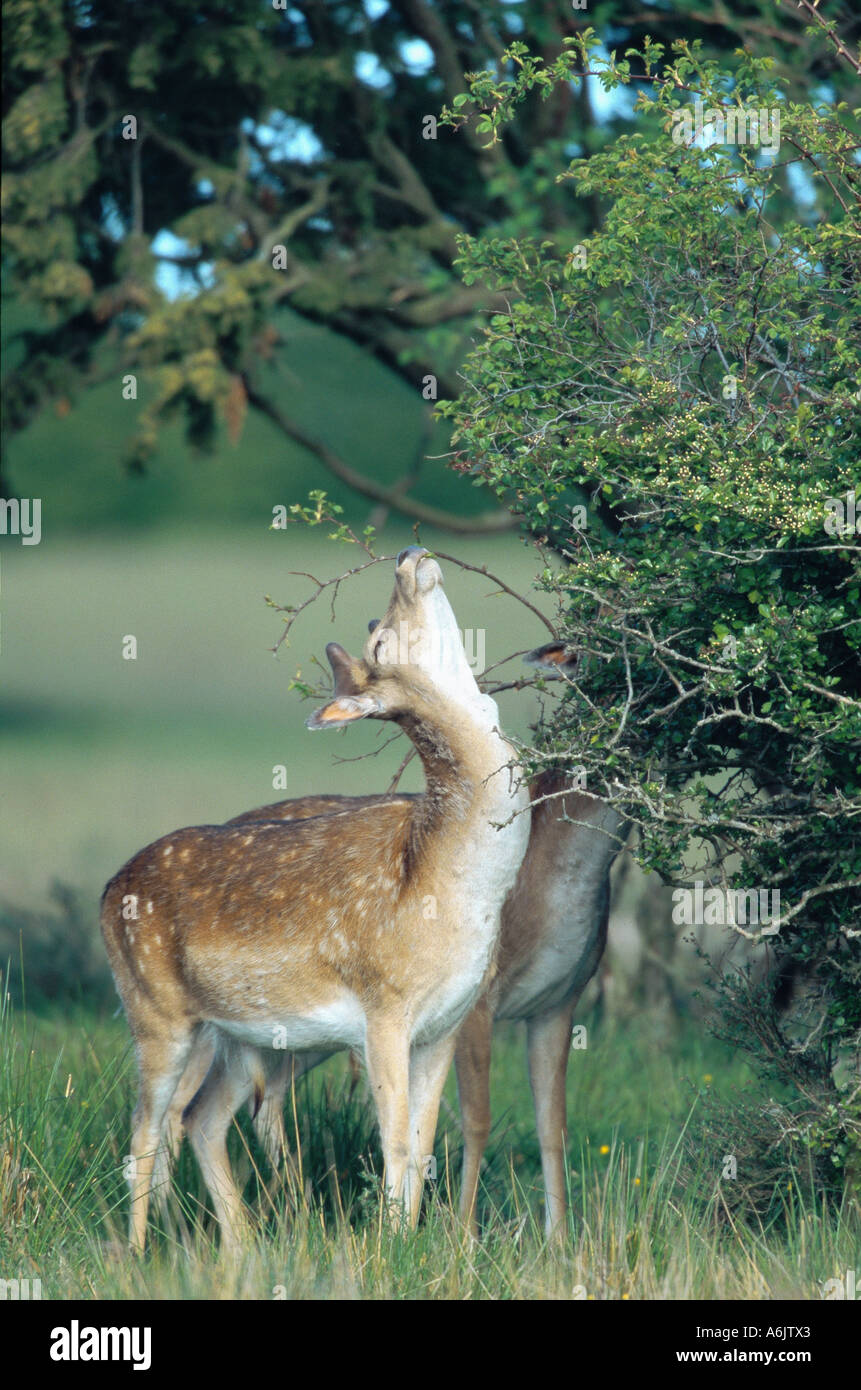 fallow deer (Dama dama, Cervus dama), browsing at a bush, Sweden Stock ...