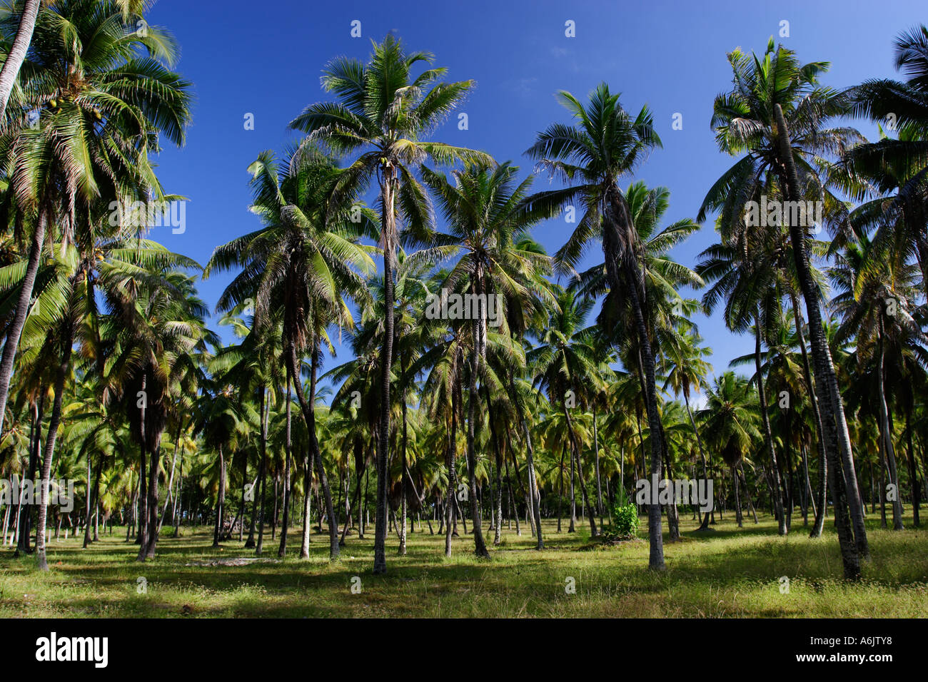 Coconut_trees hi-res stock photography and images - Alamy
