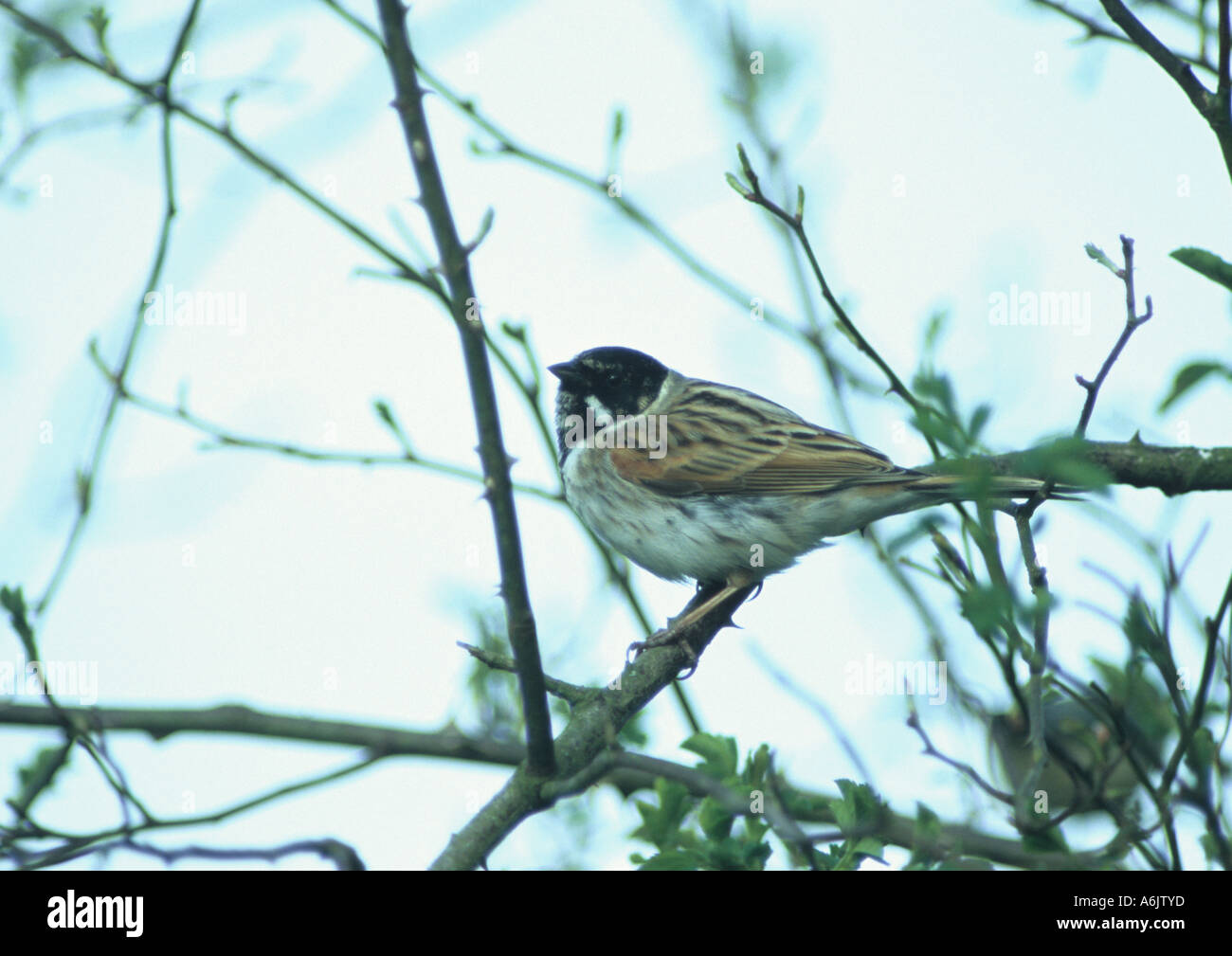 Male Reed Bunting (Emberiza schoeniclus) in the Uk Stock Photo - Alamy