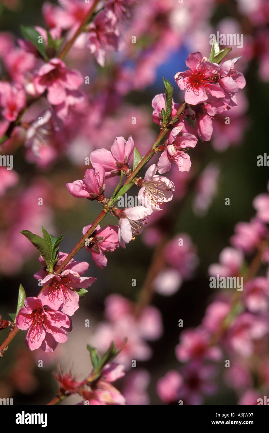 Nectarine grove hi-res stock photography and images - Alamy
