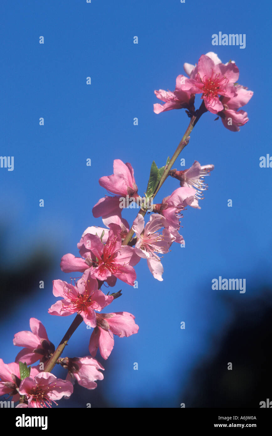 California nectarine orchard hi-res stock photography and images - Alamy