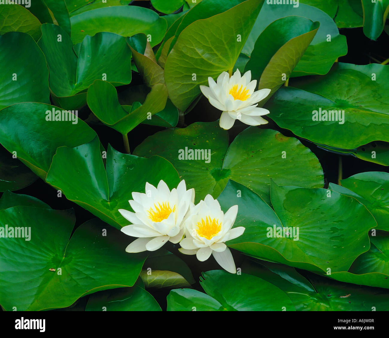 American water lily hi-res stock photography and images - Alamy