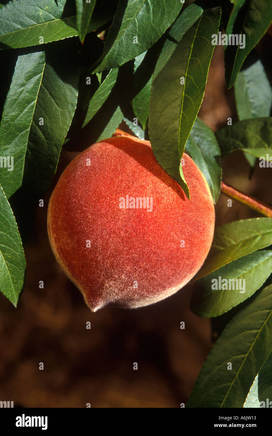 Peach slide hi-res stock photography and images - Alamy