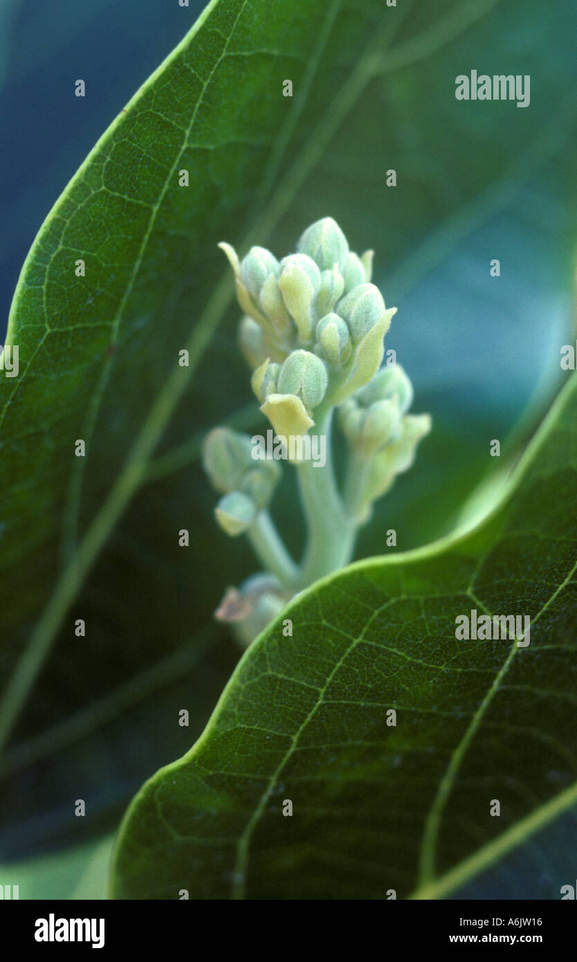 AVOCADO flowers form on the tree SANTA BARBARA CA Stock Photo - Alamy