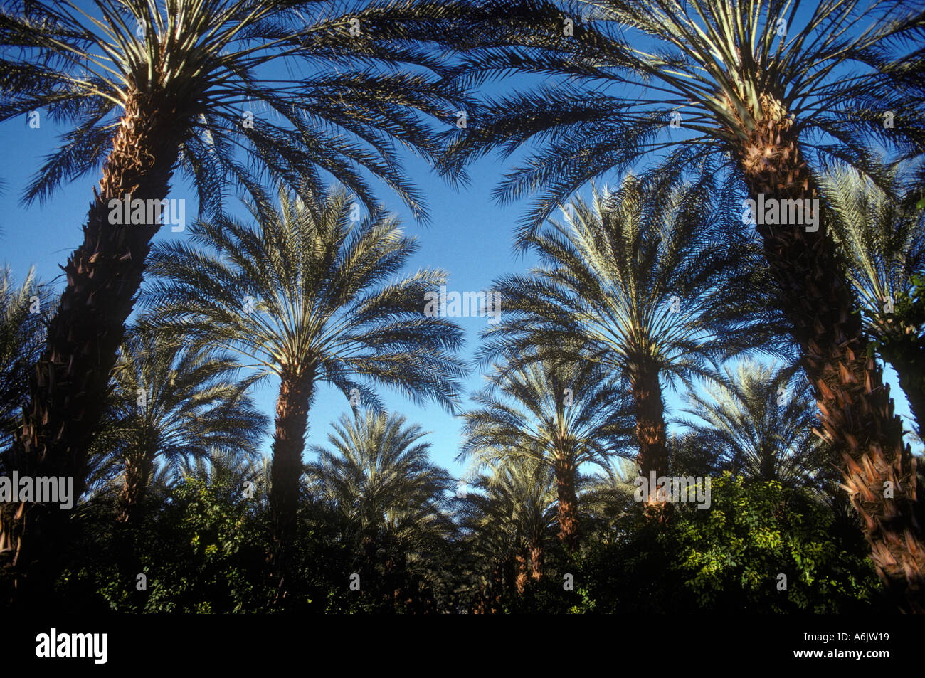 Looking up through the DATE PALM groves Southern CALIFORNIA Stock Photo ...