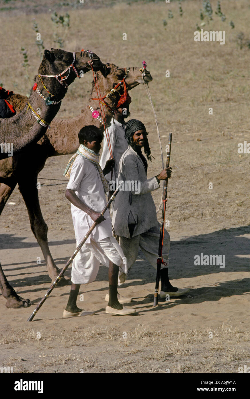 Nomadic HERDERS guide a CAMEL TRAIN toward the PUSHKAR CAMEL FAIR ...