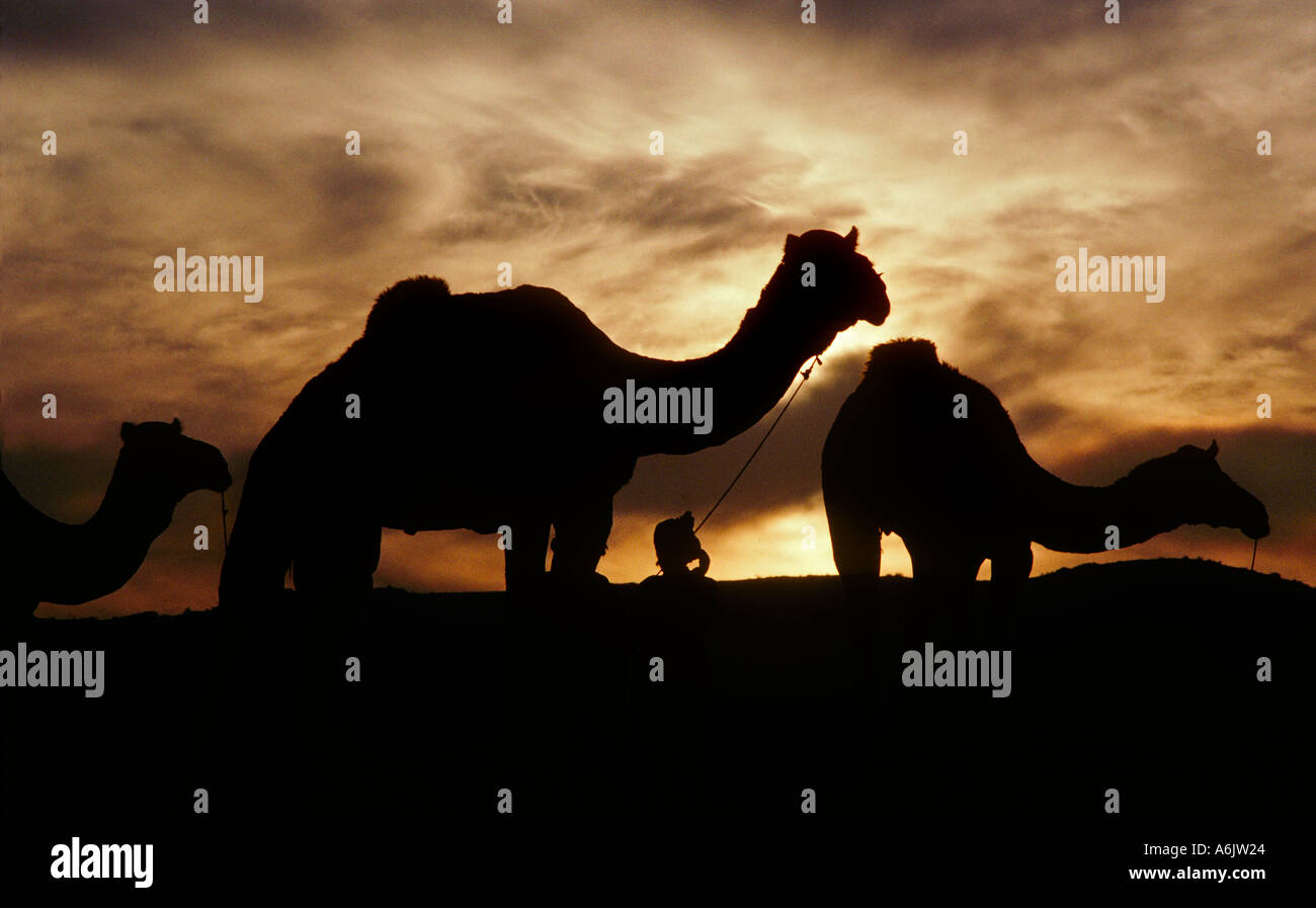 SUNRISE over a CAMEL TRAIN at the PUSHKAR CAMEL FAIR a 5 day religious ...