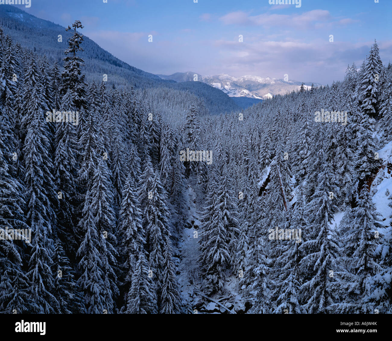 Heavy snow in forest of Douglas Fir in Mount Baker Snoqualmie National ...